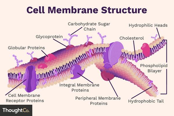 Cell Membrane Definition Structure And Functions