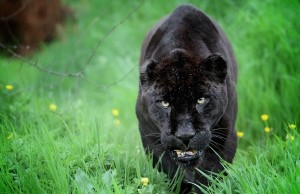 Black Panther: Lifestyle, Habitat and Interesting Facts