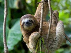 Sloth: Lifestyle, Habitat and Interesting Facts
