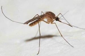 Mosquito: Lifestyle, Habitat and Interesting Facts
