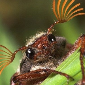 June Bug (Cockchafer, May Beetle, Chafer Beetle): Lifestyle, Habitat ...