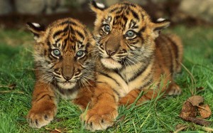 Tiger: Lifestyle, Habitat and Interesting Facts