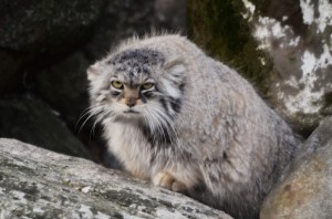 Pallas's Cat (Manul): Lifestyle, Habitat and Interesting Facts