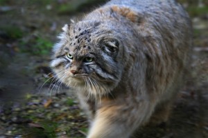 Pallas's Cat (Manul): Lifestyle, Habitat and Interesting Facts